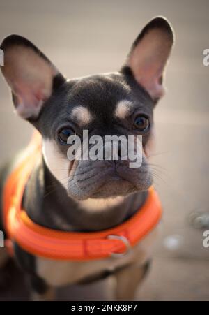Real life Dog Portraits Stock Photo - Alamy