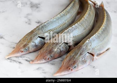 Raw sterlet fish three pieces on a light background before cooking ...