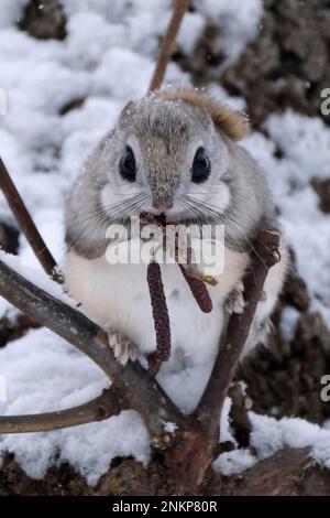 Ezo momonga, known as Siberian flying squirrels spot in the woods in ...