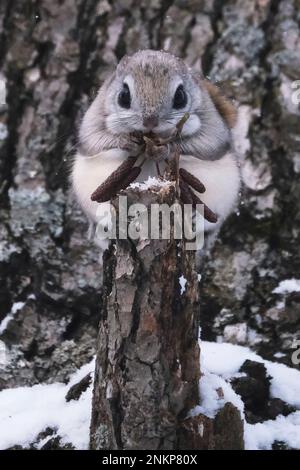 Ezo momonga, known as Siberian flying squirrels spot in the woods in ...