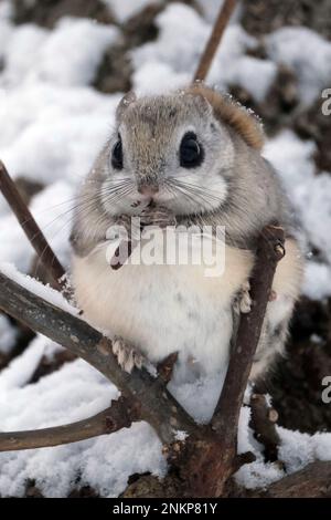 Ezo momonga, known as Siberian flying squirrels spot in the woods in ...