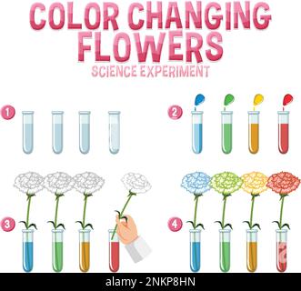 Color changing flowers science experiment illustration Stock Vector ...