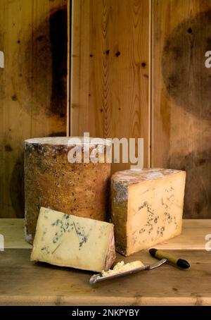 Stichelton Raw Milk Blue Cheese production Stock Photo - Alamy