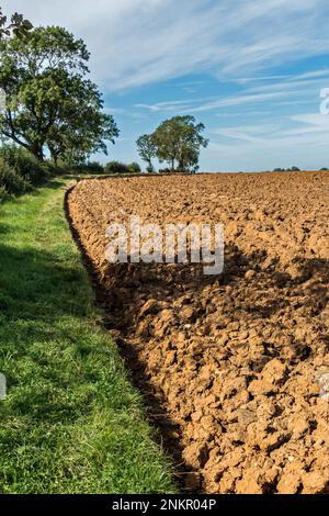 Hedgerow along farm field Stock Photo - Alamy