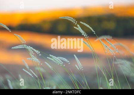 Soft background with sedges, abstract nature background Stock Photo - Alamy