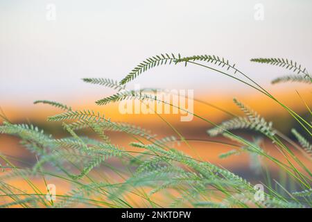Soft background with sedges, abstract nature background Stock Photo - Alamy