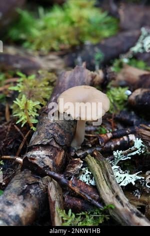 Lentinellus micheneri, known as navel sawgill, wild mushroom from ...