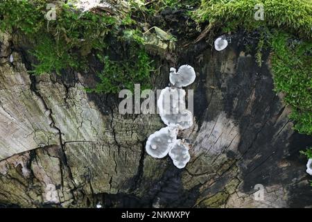 Kretzschmaria deusta, commonly known as brittle cinder fungus, a major ...