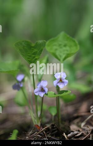 Wonder Violet, Viola mirabilis, wild spring flower from Finland Stock ...