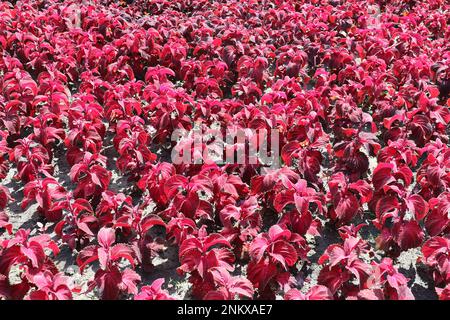 Red Head Sun Coleus in decorative summer garden Stock Photo - Alamy