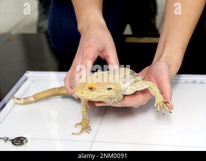Duisburg, Germany. 24th Feb, 2023. Veterinarians Carolin Bunert (right ...