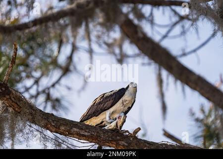Osprey during matting season Stock Photo - Alamy