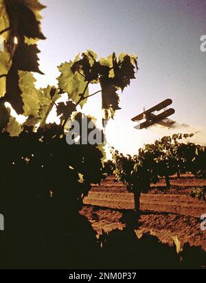 1970s United States: Crop duster sulfur-dusting of grape vines in ...