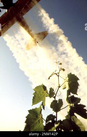 1970s United States: Crop duster sulfur-dusting of grape vines in ...
