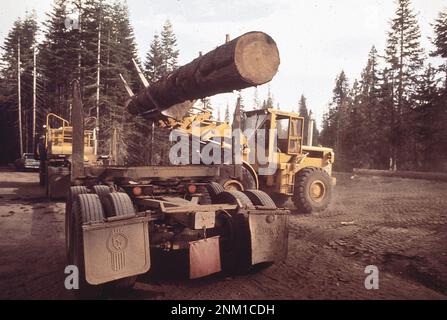 1970s United States: Loggers loading logs in a California forest in the ...