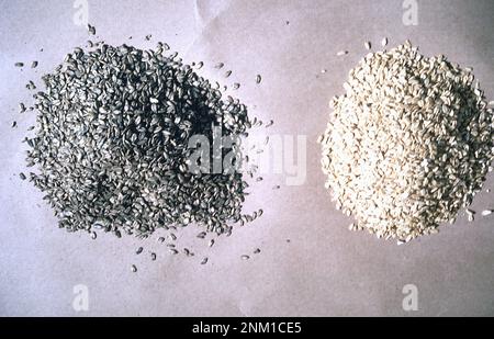 OAT GROATS POISONED WITH ZINC PHOSPHATE, COLORED GRAY FOR ...