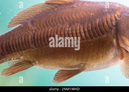 mirror carp close up shots Stock Photo - Alamy
