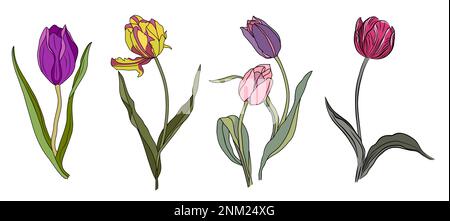 Set of Tulip April birth month flower drawings Stock Vector Image & Art ...