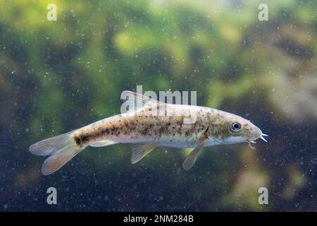 young barbel swimming in midwater Stock Photo - Alamy