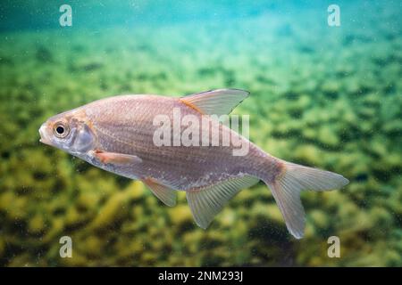 silver bream swimming along Stock Photo - Alamy