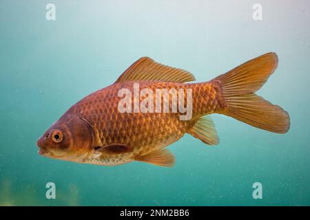 brown goldfish swimming in water Stock Photo - Alamy