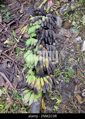 Banana fruit that falls from the tree and rots naturally Stock Photo ...