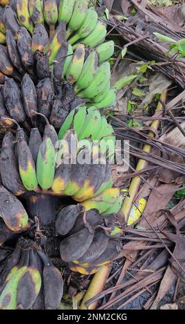 Banana fruit that falls from the tree and rots naturally Stock Photo ...