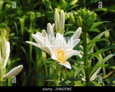 Formosan lily in the summer Stock Photo - Alamy