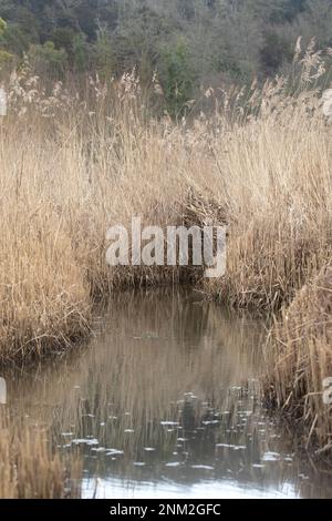 stems of reeds growing in water Stock Photo - Alamy