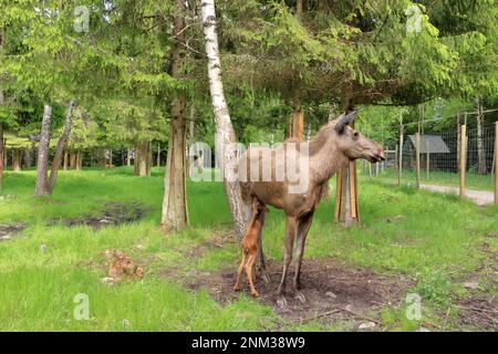 European Moose Calf, Alces alces, also known as the elk, in Sweden ...