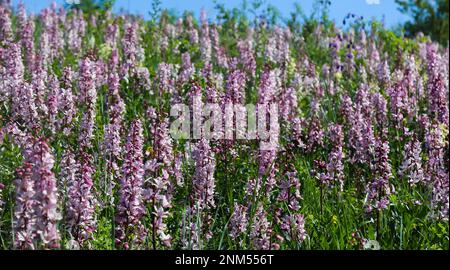 dictamnus. Pink-purple flowers bloom in the wild in drops of dew under ...