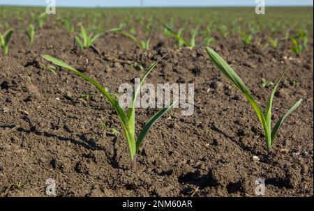 field with corn in spring. Parposts of plants began to grow in a ...
