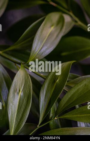 Bright green leaves of Italian Ruscus plant Stock Photo - Alamy