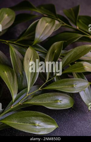 Bright green leaves of Italian Ruscus plant Stock Photo - Alamy