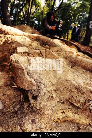 A row of cylindrical clay figures is excavated at an ancient tomb "Mozu ...