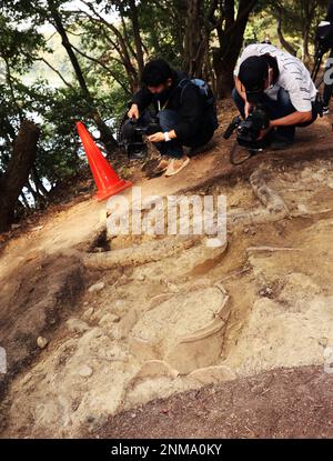 A row of cylindrical clay figures is excavated at an ancient tomb "Mozu ...