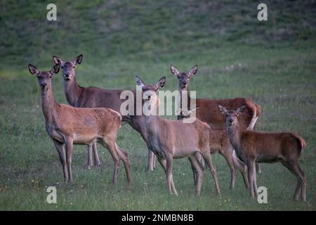 Italian deer photographed in the wild Stock Photo - Alamy