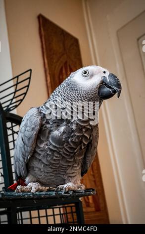 A large gray macaw parrot lives at home, walks around the apartment ...