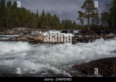 Saltelva rapid in Saltdal community in Nordland Province in Norway ...