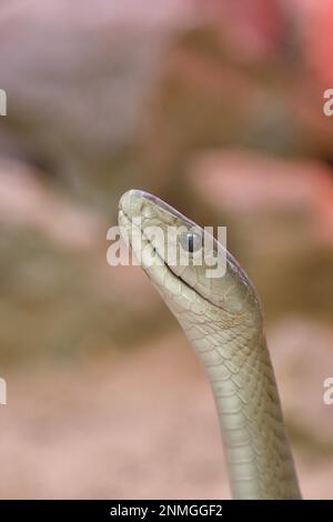 Black mamba (Dendroaspis polylepis), portrait, captive, poisonous snake ...