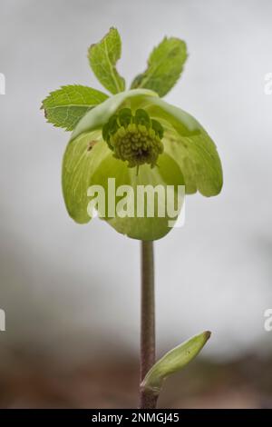 Eastern hellebore or Lenten rose, Helleborus orientalis. Handcoloured ...