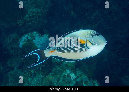 Red sea clown surgeon (Acanthurus sohal), Torfa Lassal reef dive site ...