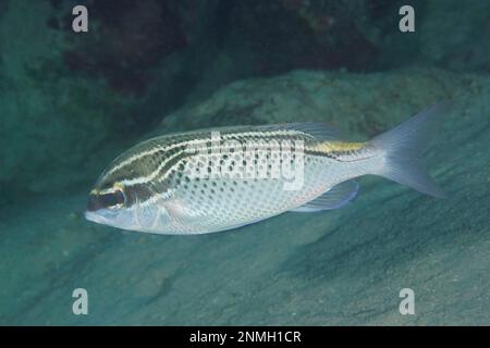 Arabian monocle bream (Scolopsis ghanam), Torfa Lassal reef dive site ...