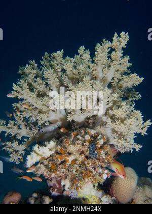 Broccoli tree (Litophyton arboreum), House Reef dive site, Mangrove Bay ...
