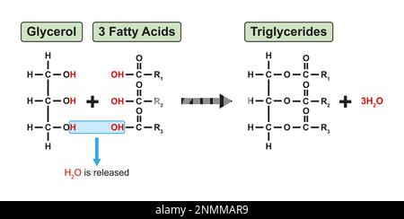 Structure of cholesterol and triglycerides Stock Photo - Alamy