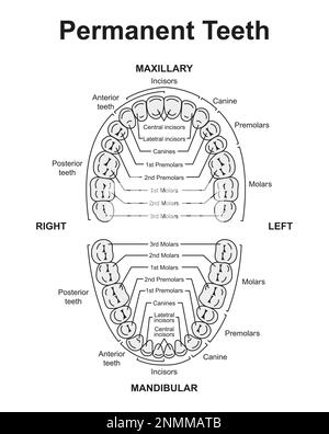 Human permanent teeth, illustration Stock Photo - Alamy