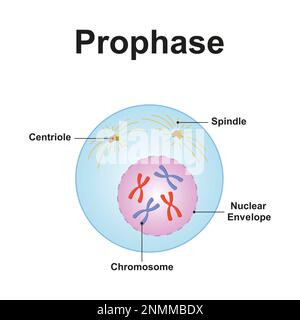 Mitosis phases, illustration Stock Photo - Alamy