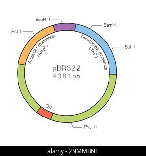 Plasmid map, illustration Stock Photo - Alamy