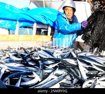 Fishermen land first catch of saury at Hanasaki Port, Nemuro, Hokkaido ...