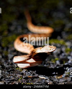 Ryukyu rat, Ryukyu long-tailed giant rat Stock Photo - Alamy